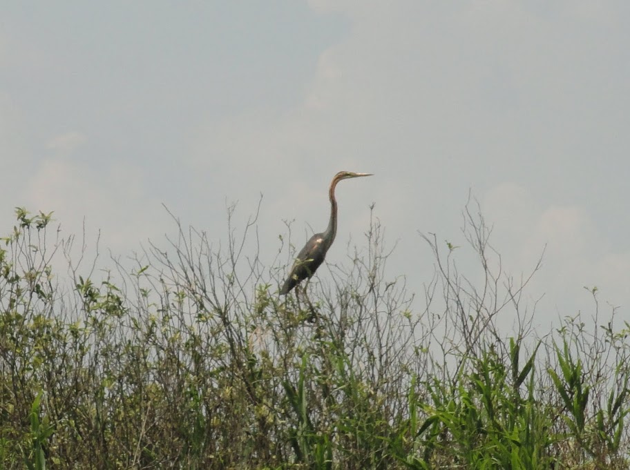 Frumusetile naturii: Starc rosu (Ardea purpurea)