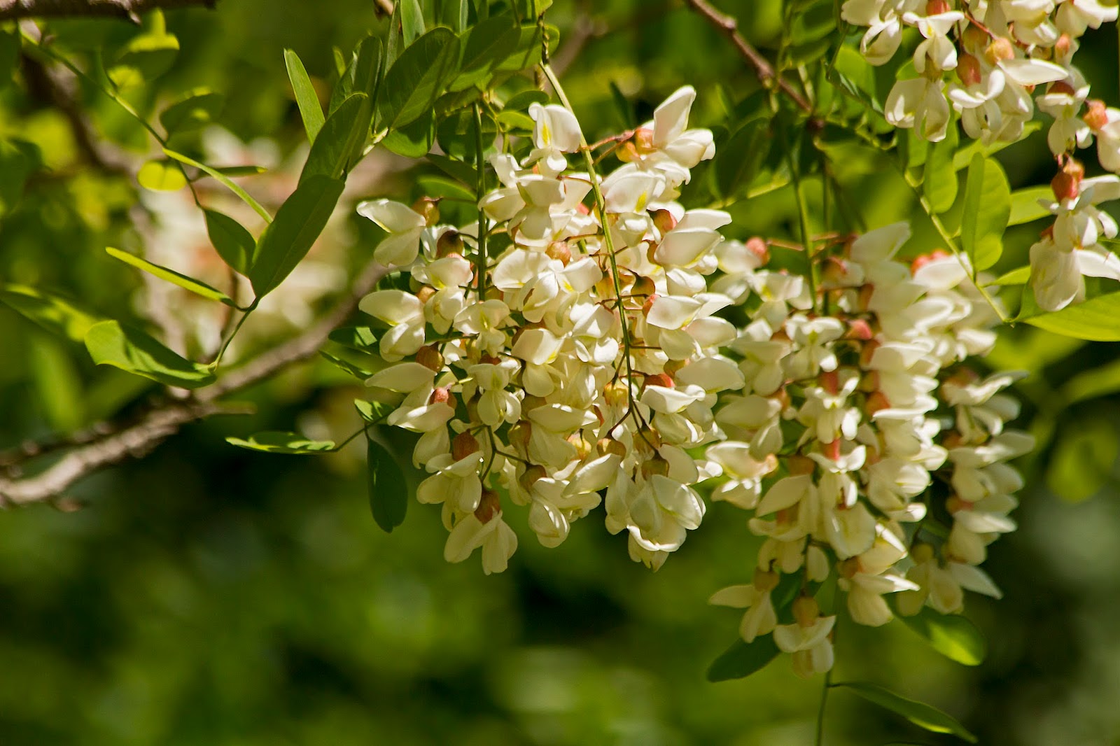 Room Without Walls: A Pea Tree