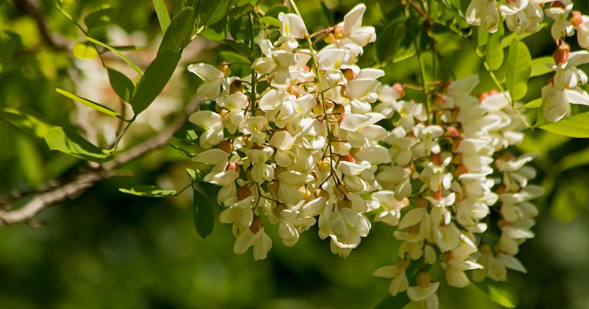 Room Without Walls: A Pea Tree