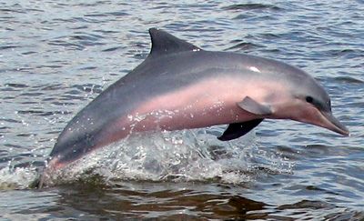 Animales y Plantas de Perú PLAAN: Delfín Gris de la Amazonía - Sotalia ...