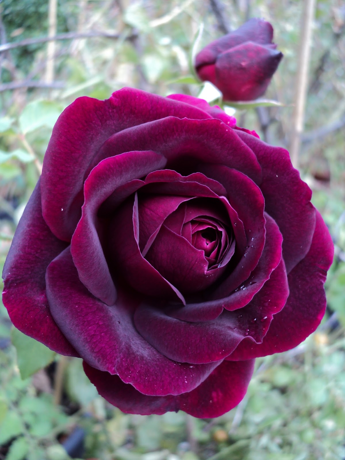 Un roseto in via Cerreto: PORPORA