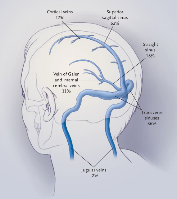 Senos Venosos - Pardo Anatomy