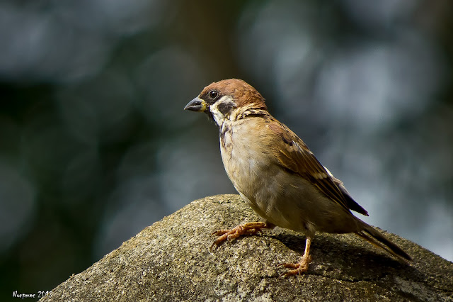 Norpmec Photography: Maya