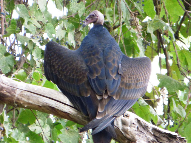 Geotripper's California Birds: Young Turkey Vulture (or a Vampire) on ...
