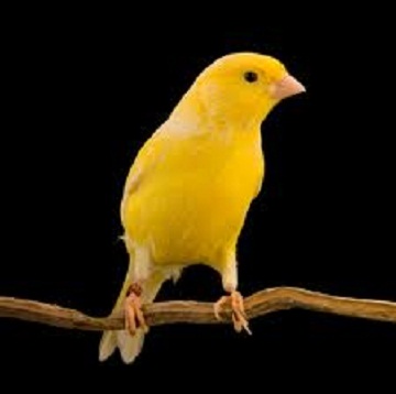 Birds Lover: American Singer Canary