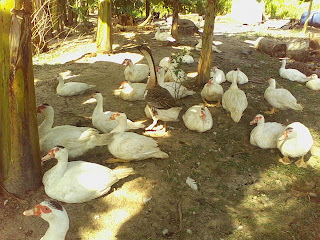 Itik Muscovy/ Itik Nila/ Itik Serati/ Itik Daging ~ Aman BK