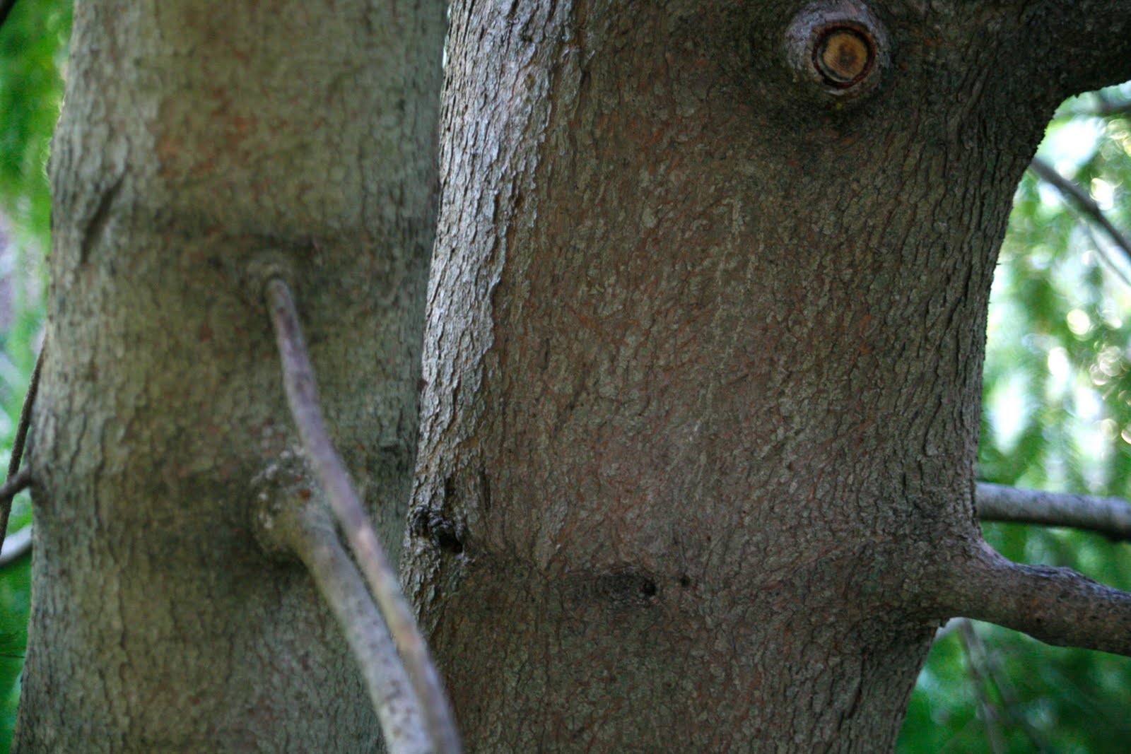 Tree Identification: Torreya californica - California Nutmeg