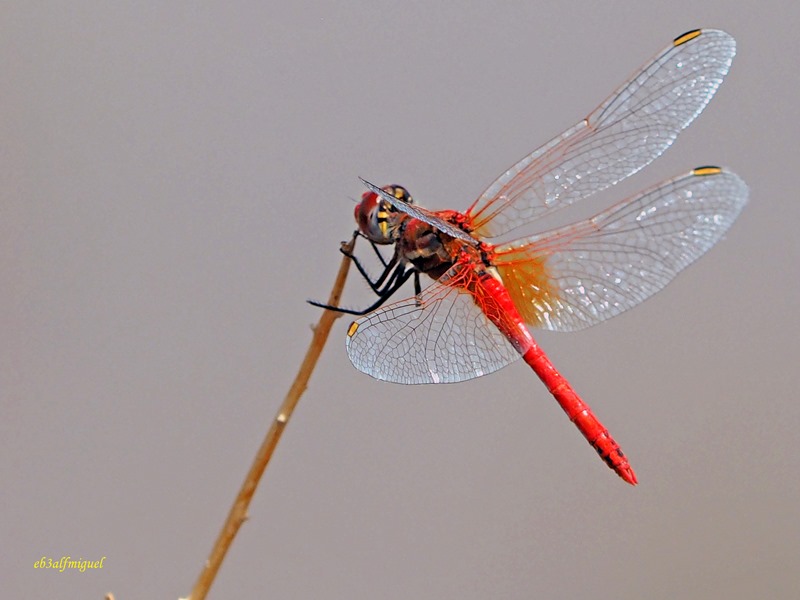 Miguel fotografia: Libélula roja (Sympetrum sanguineum)
