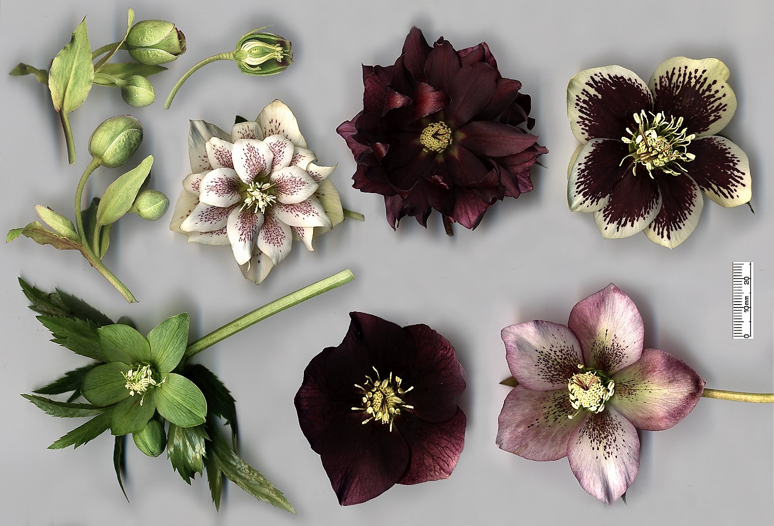 STORIES, MYTHS, LEGENDS AND THE FOLKLORE OF HELLEBORE |The Garden of Eaden
