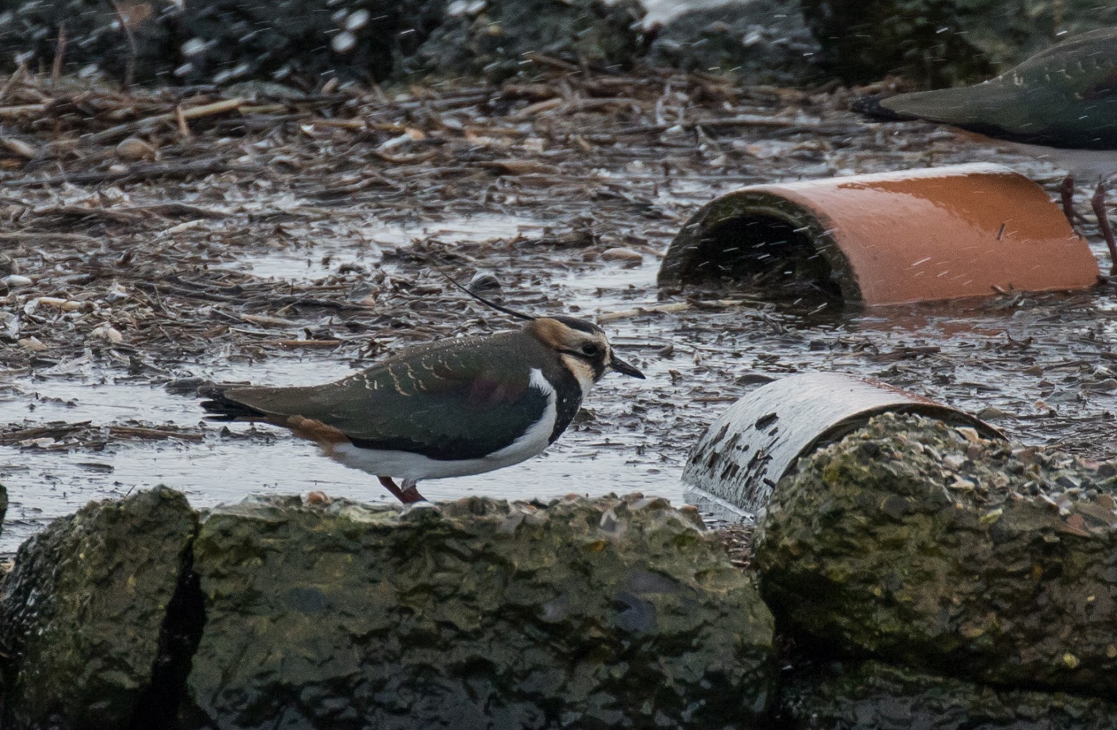 Northamptonshire Birding: Tough birds!
