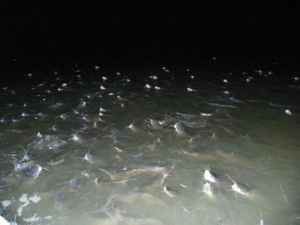 Koedoe Angling Club - Freshwater Carp Angling: BLOEMHOF BABERS OP JAG