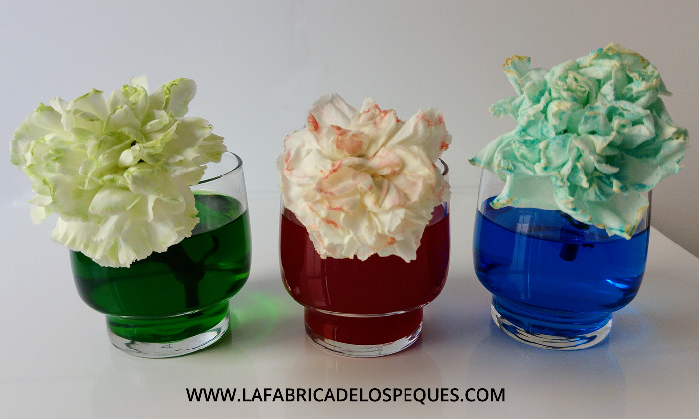 Experimento Con Colorante Vegetal Y Alimentario Cómo Obtener