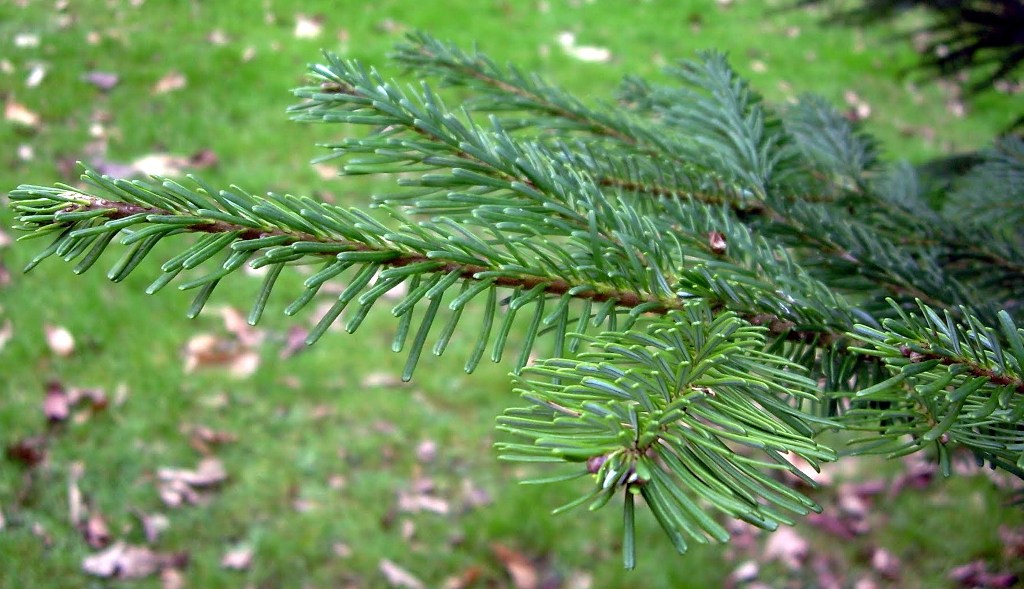 Taxonomia Plantae no Magnoliopsida: Phylum Tracheophyta Clase Pinopsida ...