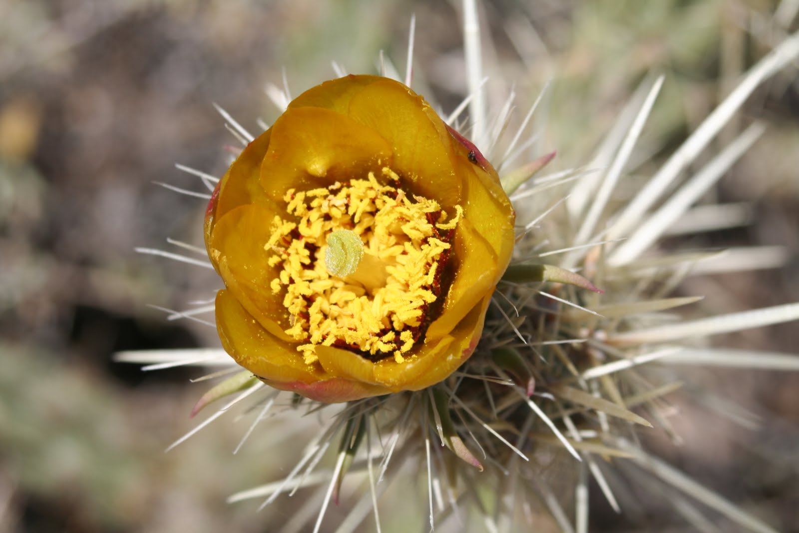 Practical Biology: science for everyone: April 2011