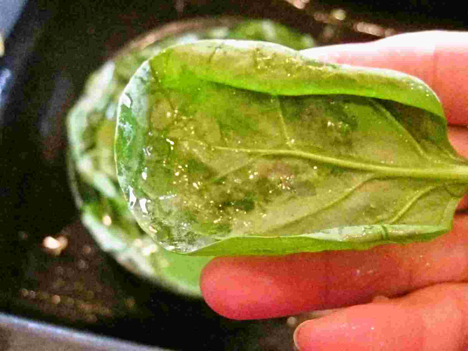 Recipes for Tom: Rescuing wilting vegetables