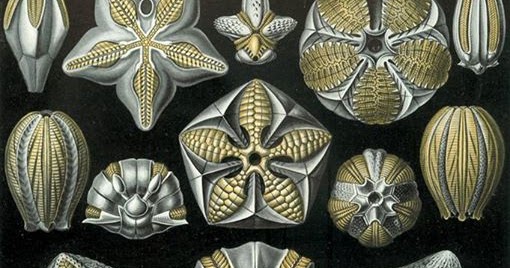 L'angolo della Geologia: Blastoidi (Blastoidea)