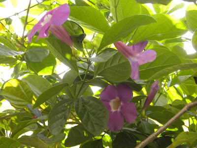 Chennai Garden: The Glow Vine
