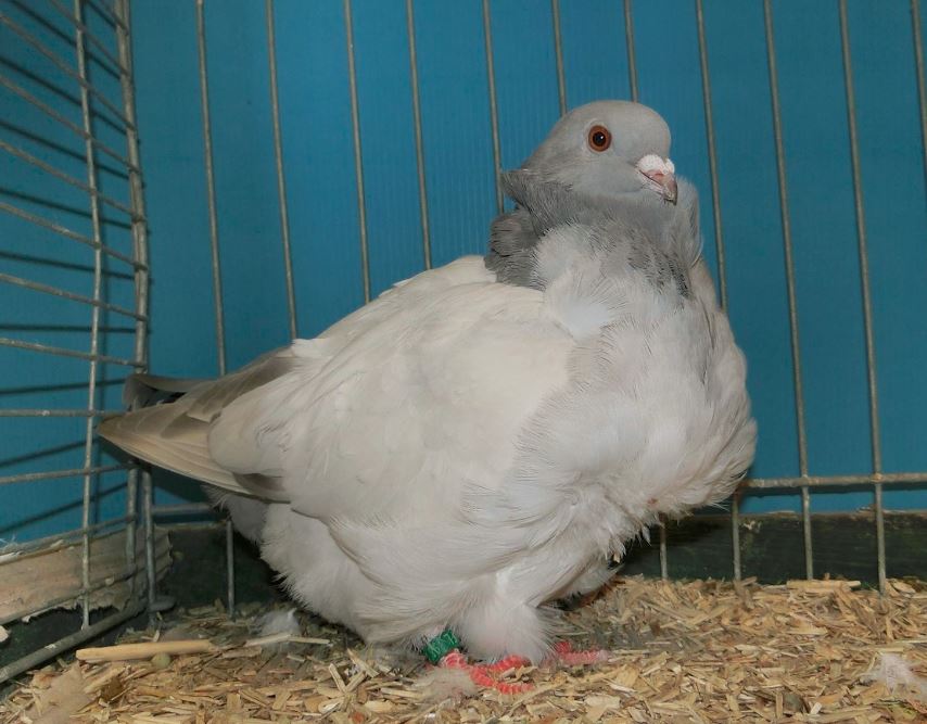 World of Pigeons and Doves: Chinese Owl ( Chinesentaube )