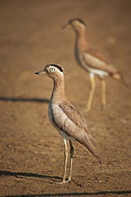 ANPP Animales y Plantas de Perú: Huerequeque - Burhynus superciliaris
