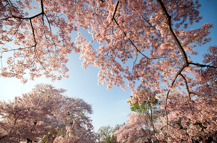 Beautiful Pictures: Cherry Blossom Trees - Beautiful Cherry Blossoms In ...