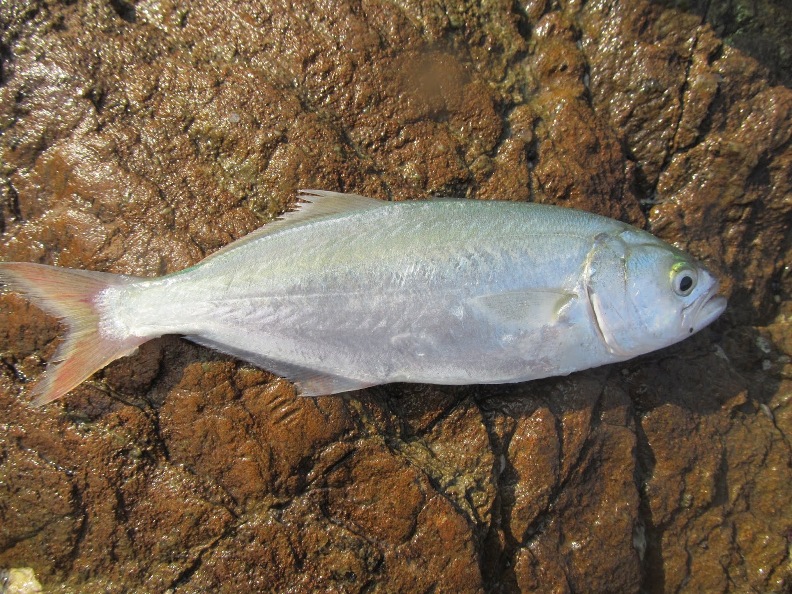 Espacio de Pesca: Pesca de Cojinuas y otros peces en Bahia Concha ...