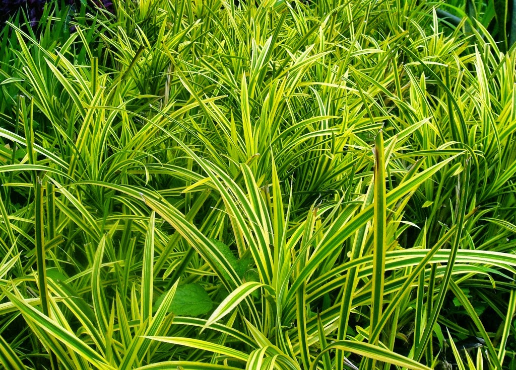 Pohon Pandan Afrika | Pohon Pandan Kuning