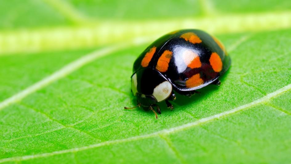 About Animal Ladybug - Animals Point | DaddyFile