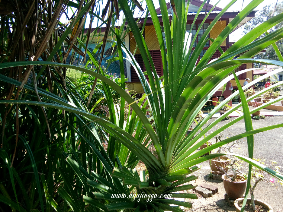 Kenali Pokok Mengkuang