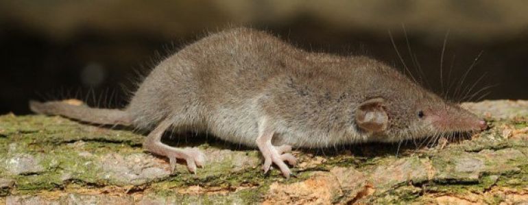 Breuillet Nature: La musaraigne, alliée du jardinier