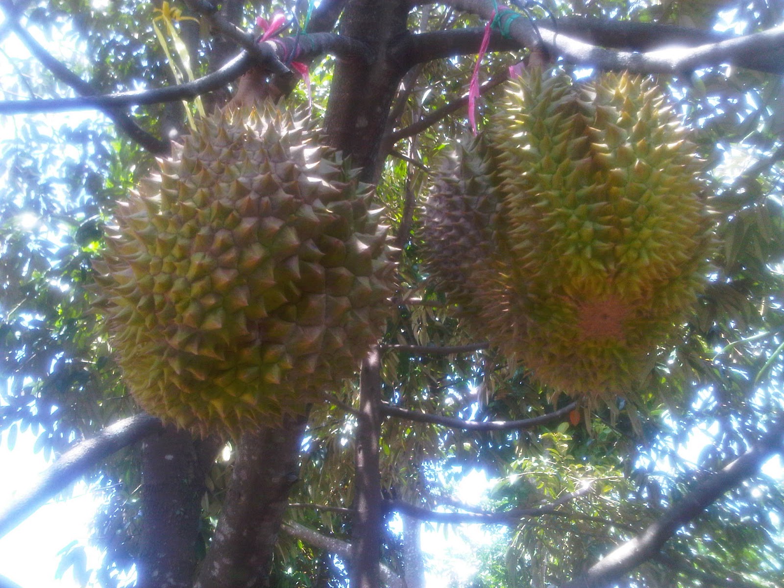 Bibit Tanaman Kehutanan, Perkebunan dan Pertanian