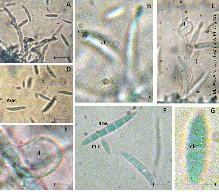 ESTUDOS EM DOENÇAS DE PLANTAS - IFGoiano - Campus Urutaí: Aspectos ...