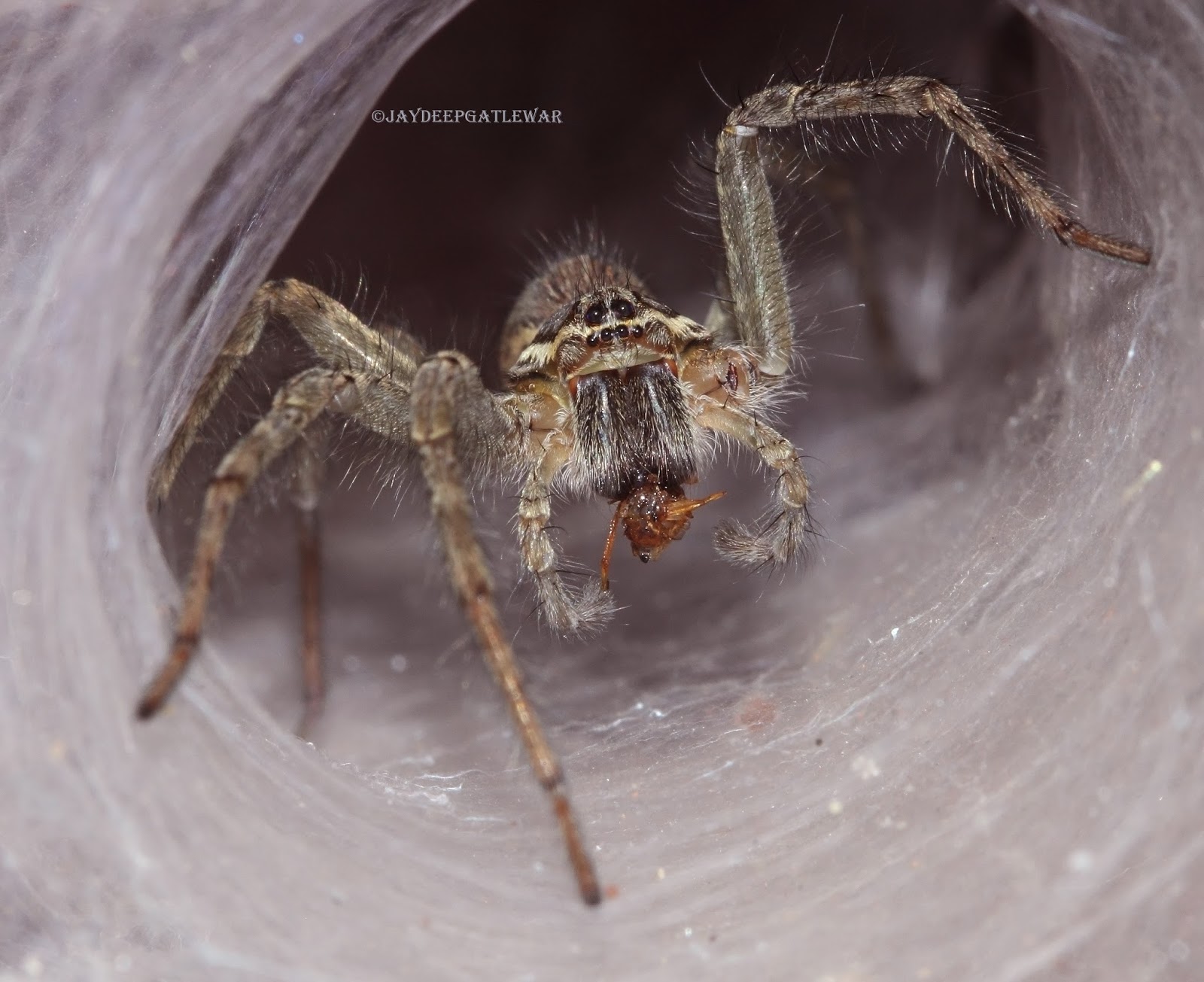 Indian funnel web spider Agelenidae