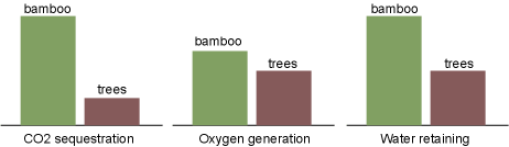 Bamboo Against Emissions: WHY BAMBOO?
