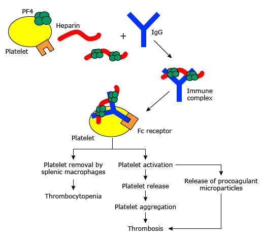 Residentes Medicina Interna HNERM: TROMBOCITOPENIA INDUCIDA POR HEPARINA