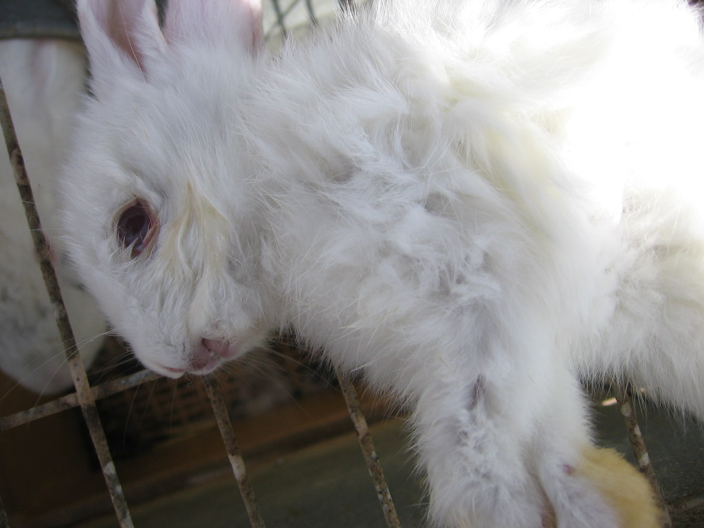 Conejos "El Orejano": Enfermedades de los conejos: PASTEURELOSIS