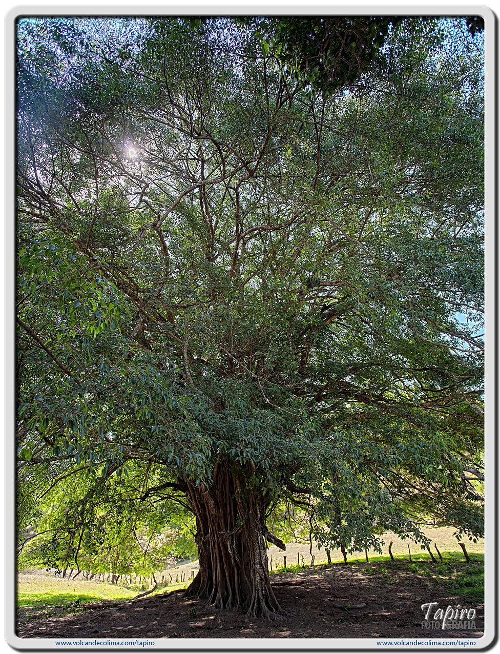 Tapiro fotografía en colima: Arbol el Guardián en la Yerbabuena