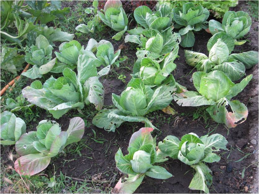 Horta de fim-de-semana: Já há repolhos!