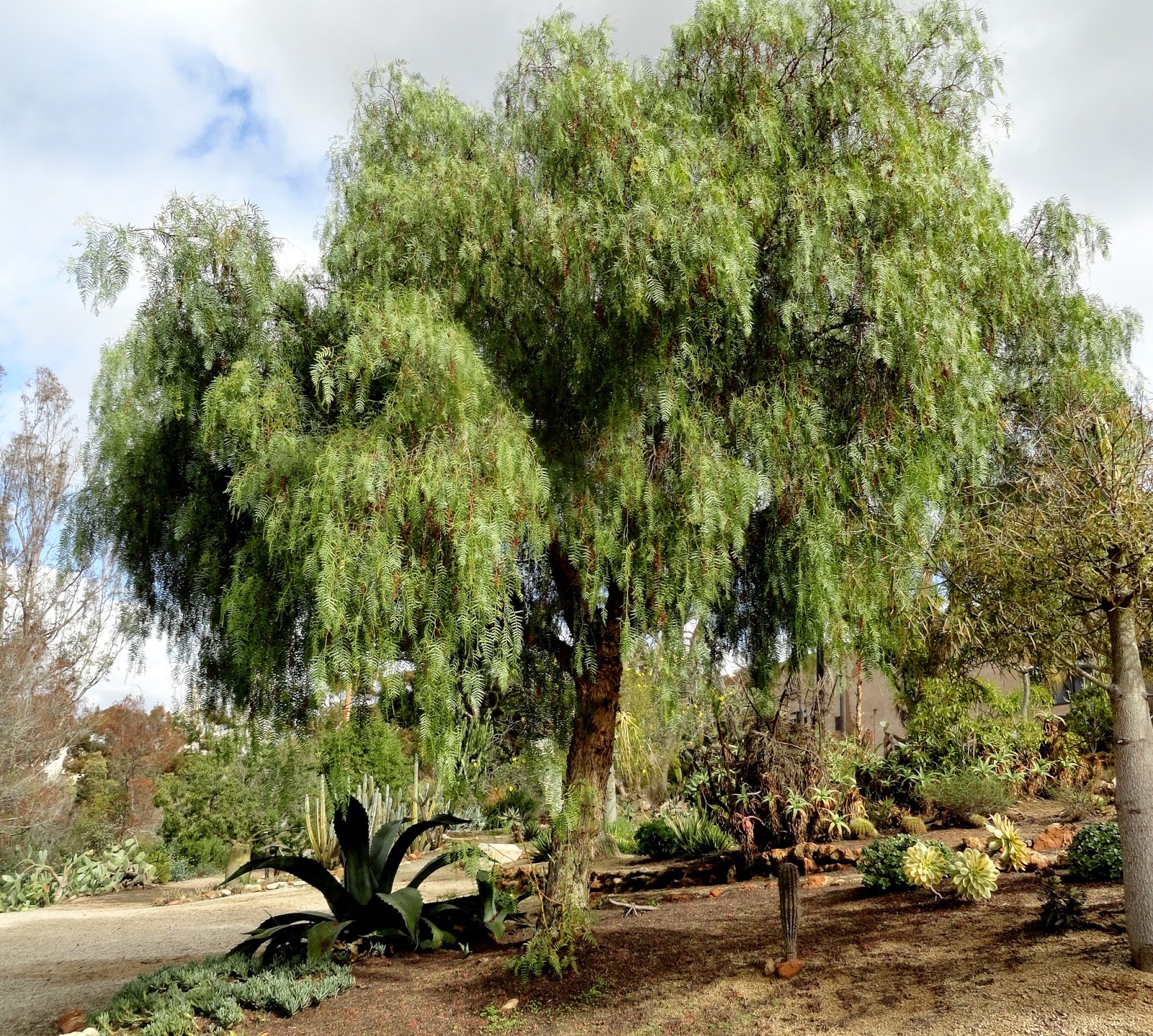 danger garden: The Old Cactus Garden at Balboa Park