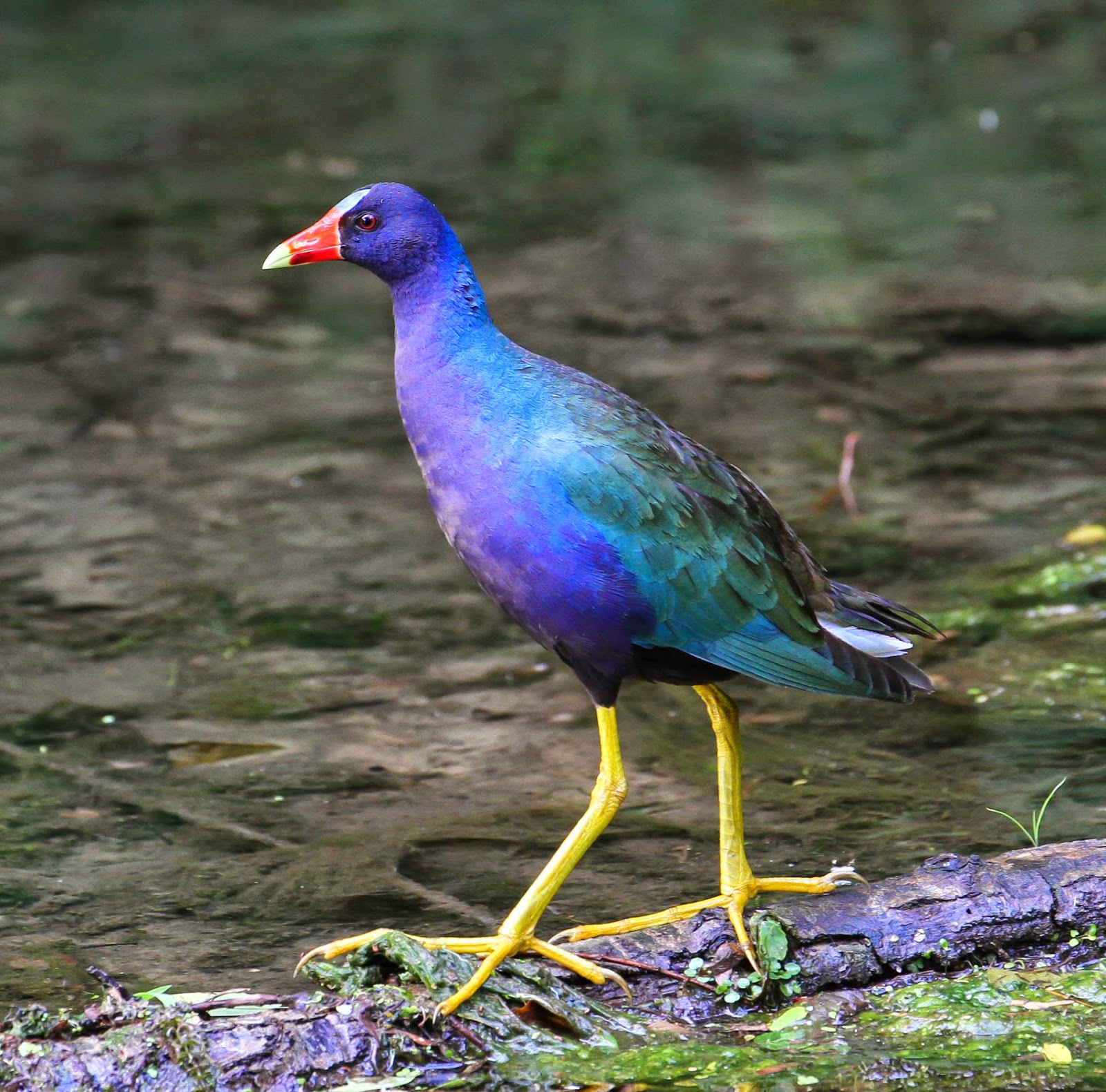 On the Wing: Virginia Purple Gallinule, Anhingas and Dragonflies