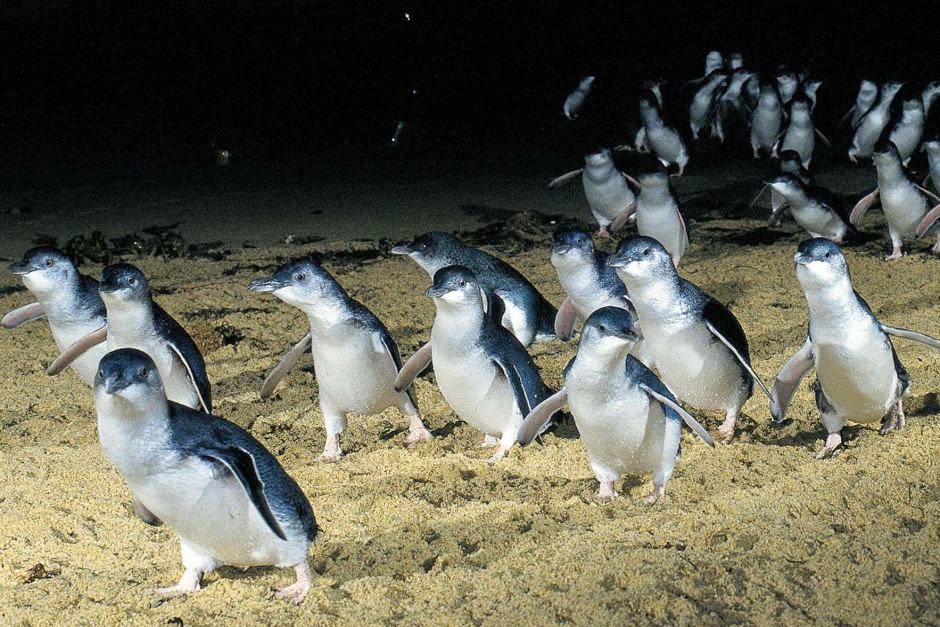 Os Fantásticos Animais do Planeta: Pinguim azul : A menor espécie de ...