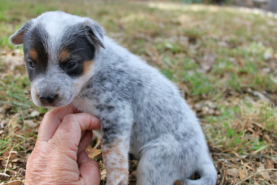 Queensland Heeler Puppy Dogs For Sale in Ventura County, Southern ...