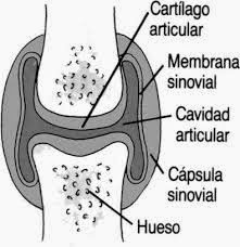 BIOLOGIA 4to AÑO: Diartrosis