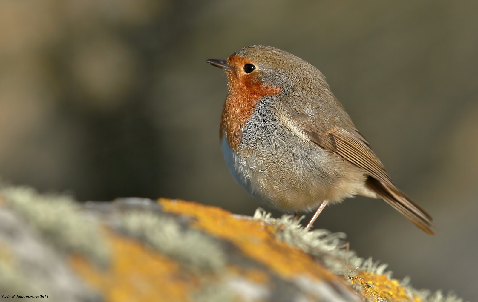 Nature photographer Svein R Johannessen : Våre sangere og fluesnappere ...