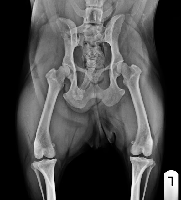 ARTROVET: Luxación de rótula en perro