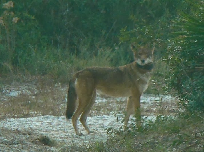 RETURN OF THE RED WOLF: RWSSP of the month—St. Vincent National ...