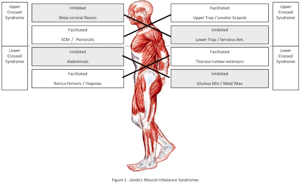 Nicky Holbrook Sports Massage and Remedial Therapy: Make Balanced ...