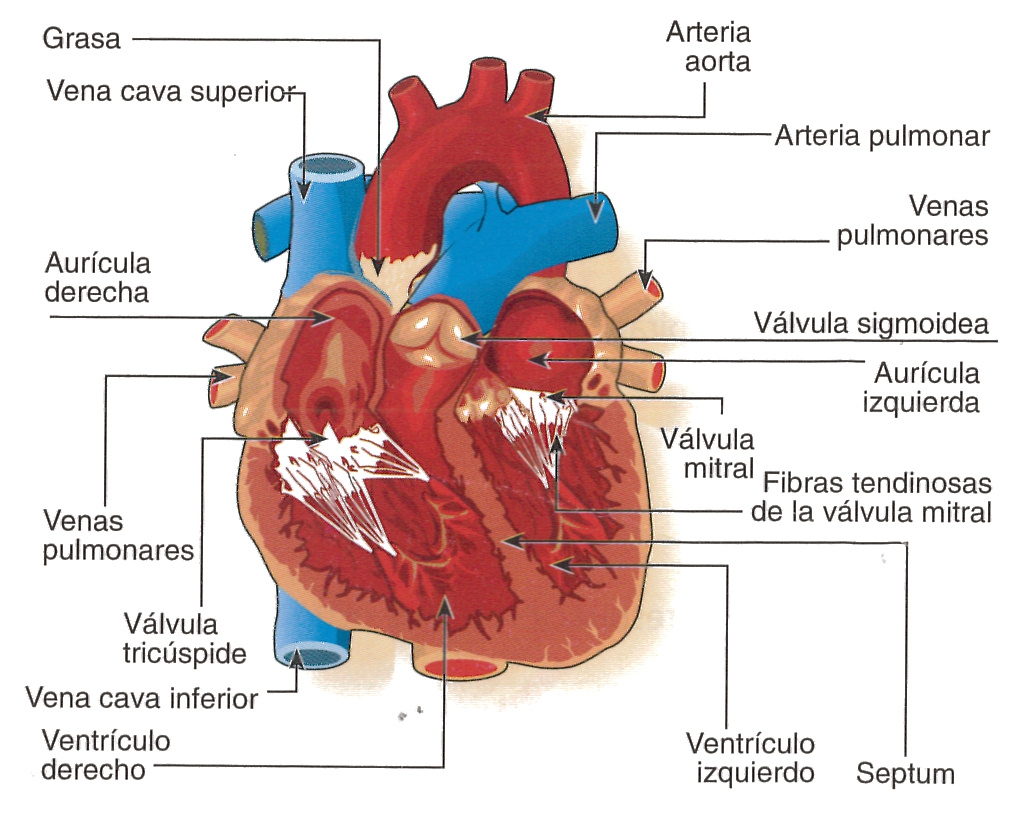 Patricia Garrido Gacía.: Atículo 16. Anatomía externa e interna del ...