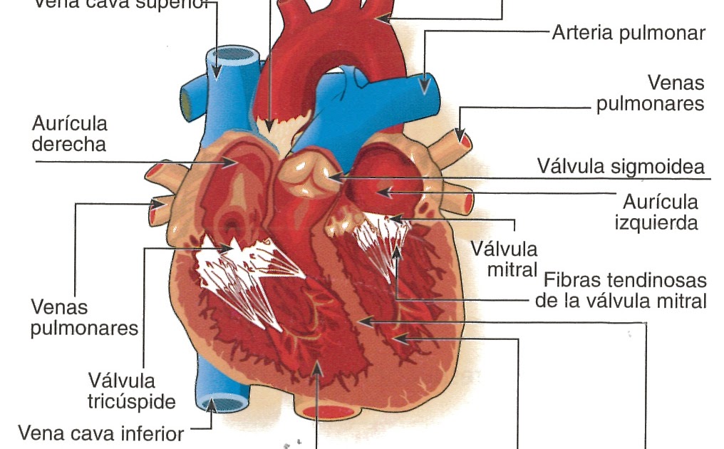 CIENCIAS DE LA SALUD. UTB. : EL CORAZON