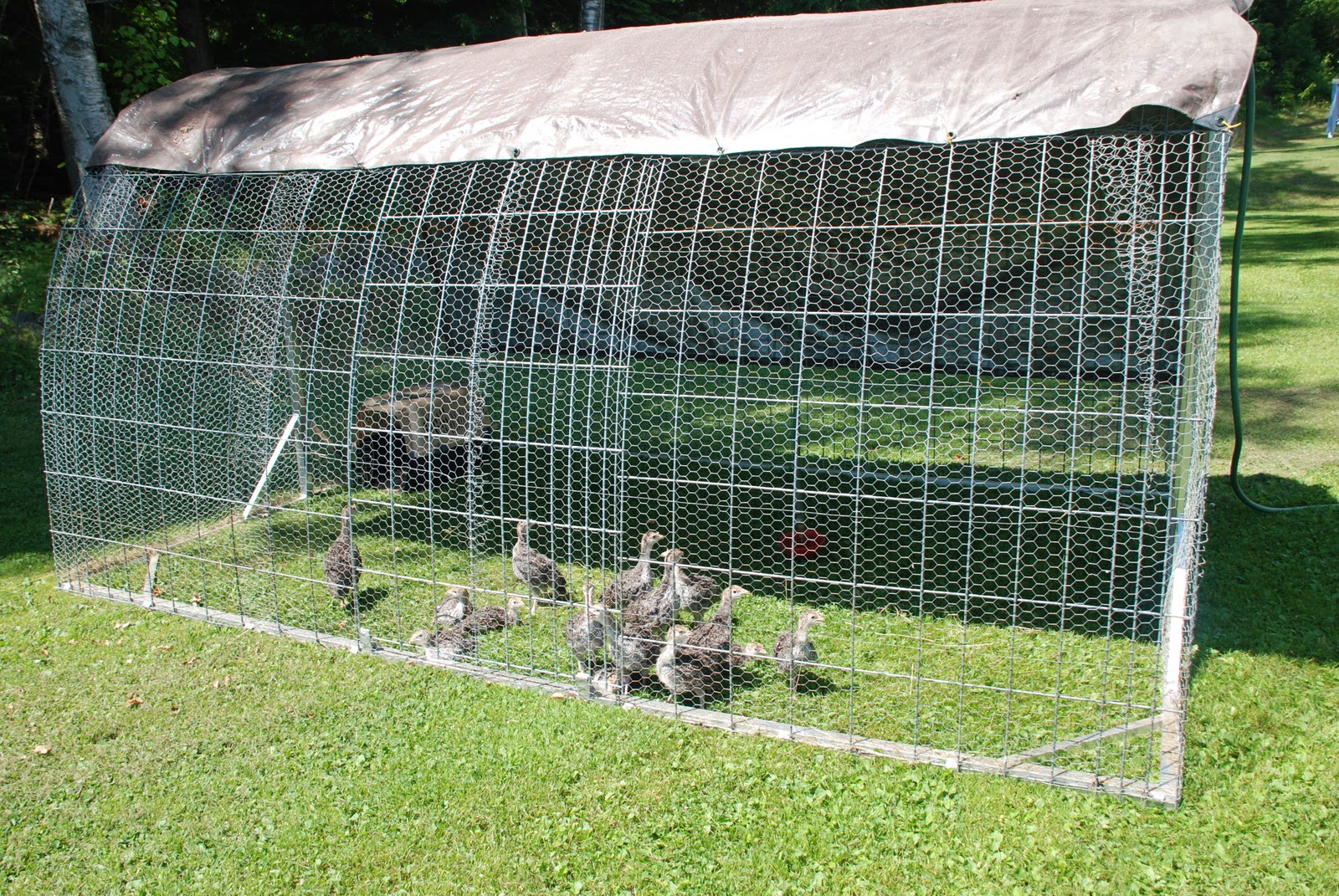 Life in the Goat Lane: Turkey House