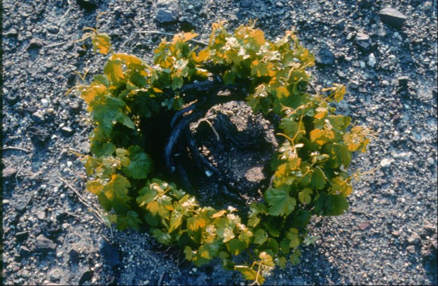 Dimitris Seitanidis is your connection to... Greek Wines (and Craft ...